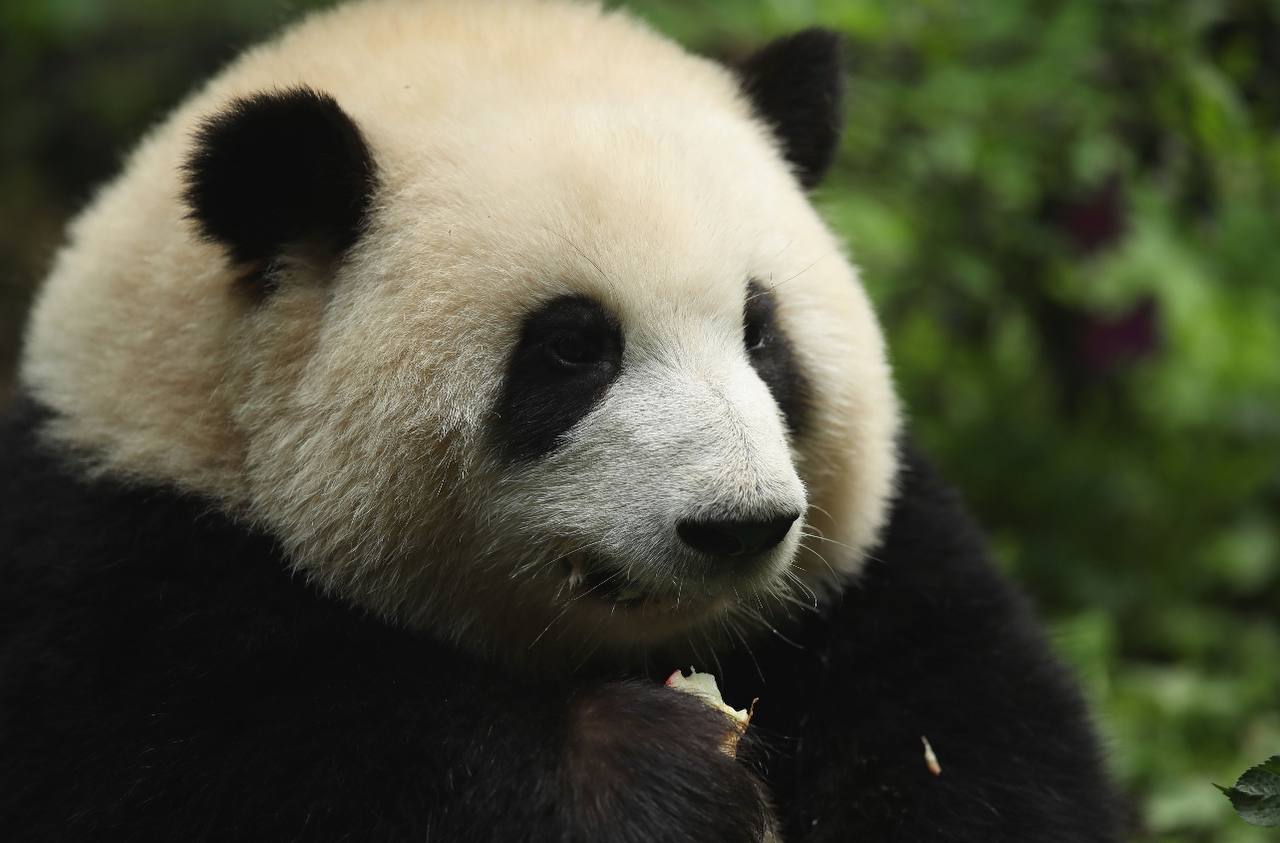 The Chengdu Giant Panda Sanctuary in Sichuan - TRAVEL UR CHINA