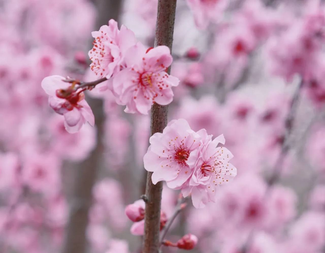Pingba Cherry Blossom Garden in Guizhou – better than Japan? - TRAVEL ...