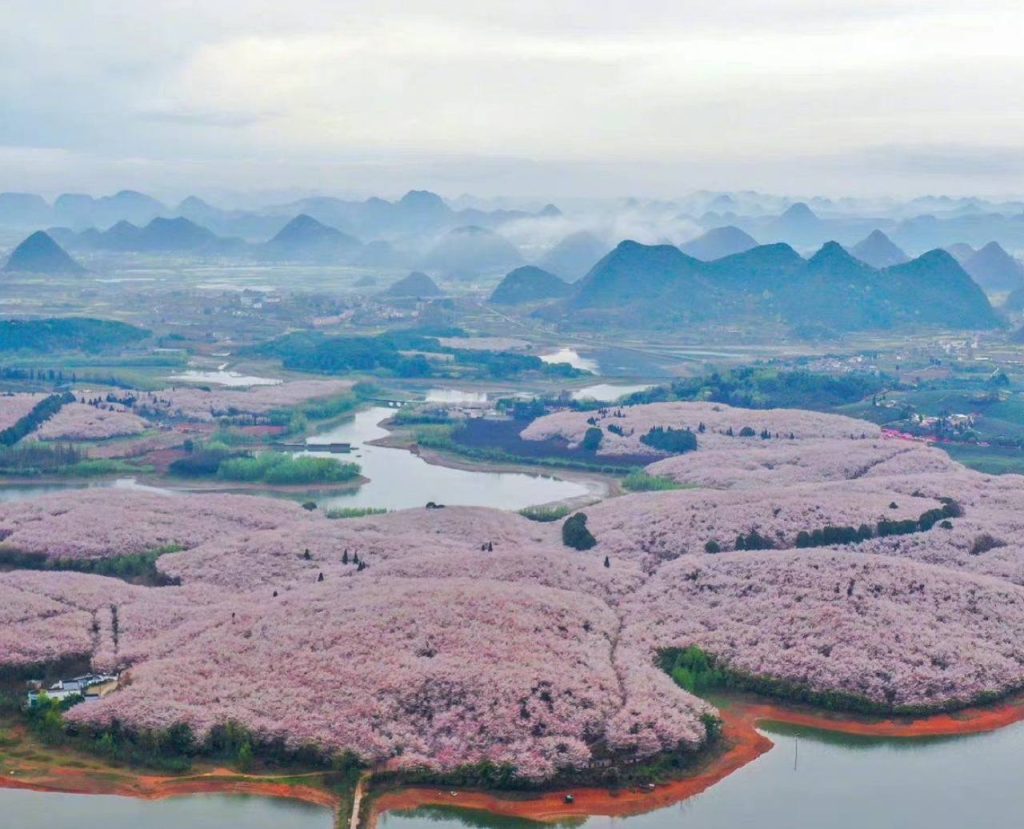 Pingba Cherry Blossom Garden in Guizhou – better than Japan? - TRAVEL ...