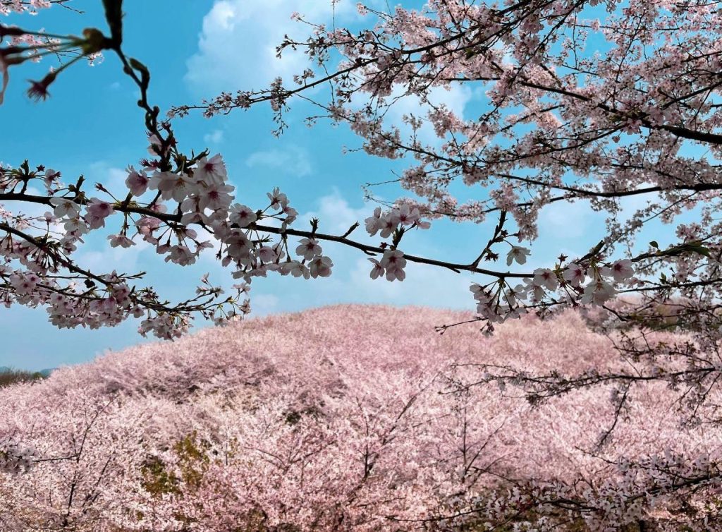 Pingba Cherry Blossom Garden in Guizhou – better than Japan? - TRAVEL ...