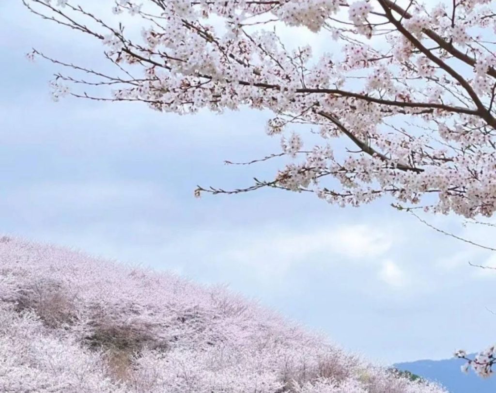 Pingba Cherry Blossom Garden in Guizhou – better than Japan? - TRAVEL ...