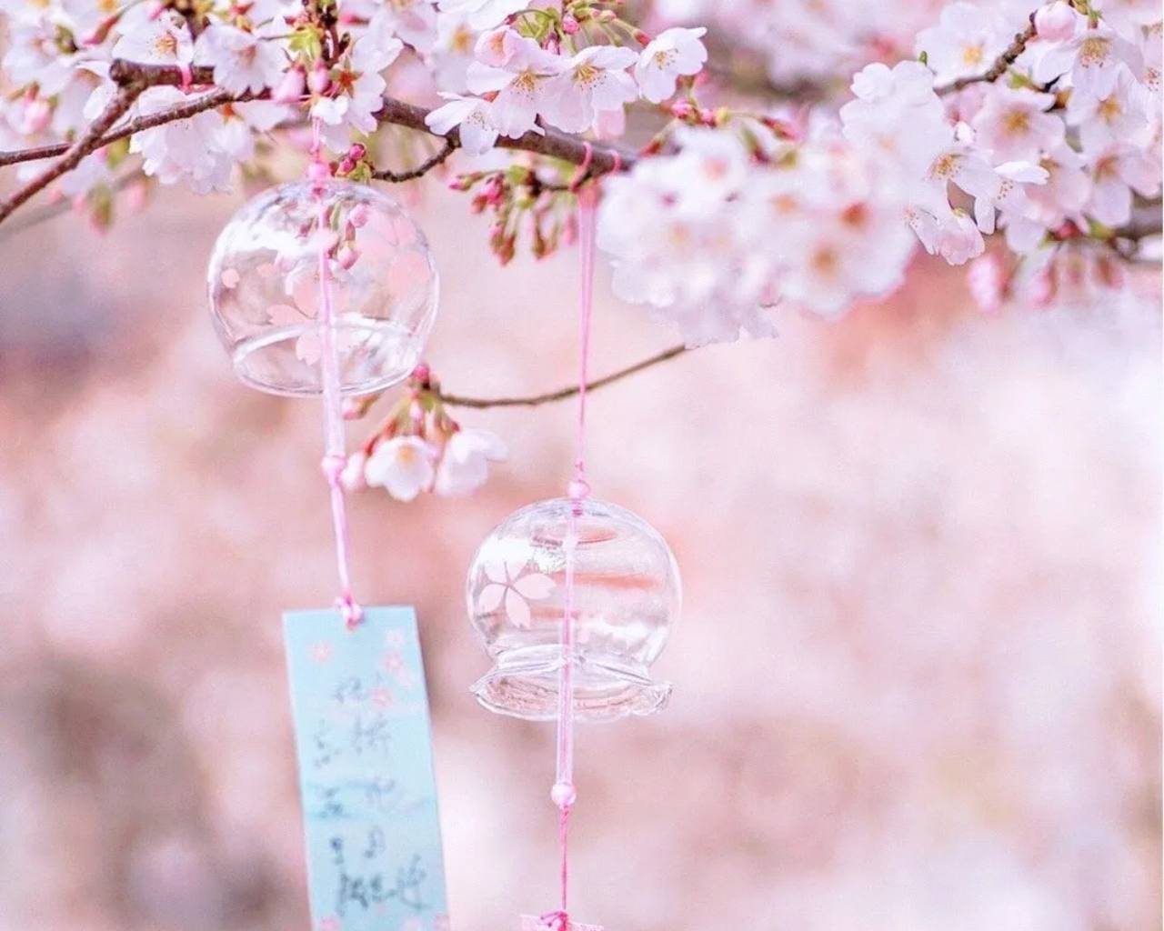 Pingba Cherry Blossom Garden in Guizhou – better than Japan? - TRAVEL ...