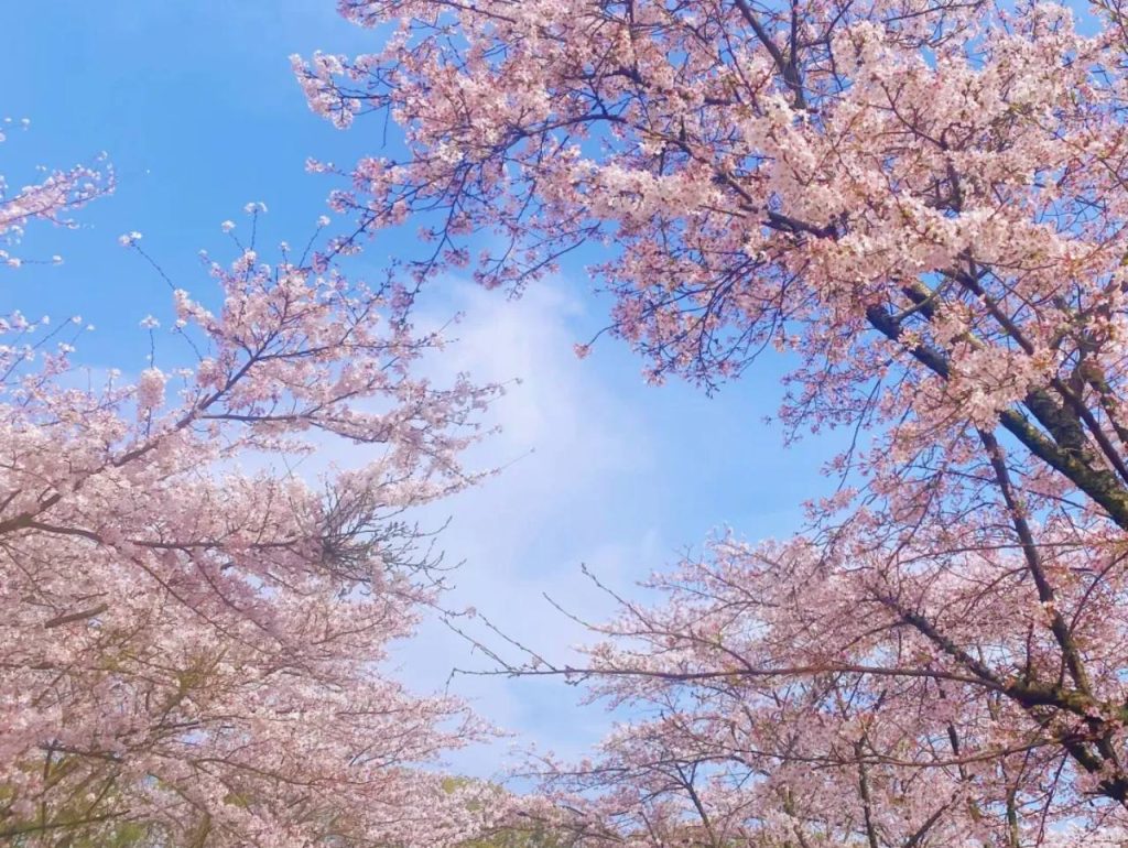 Pingba Cherry Blossom Garden in Guizhou – better than Japan? - TRAVEL ...