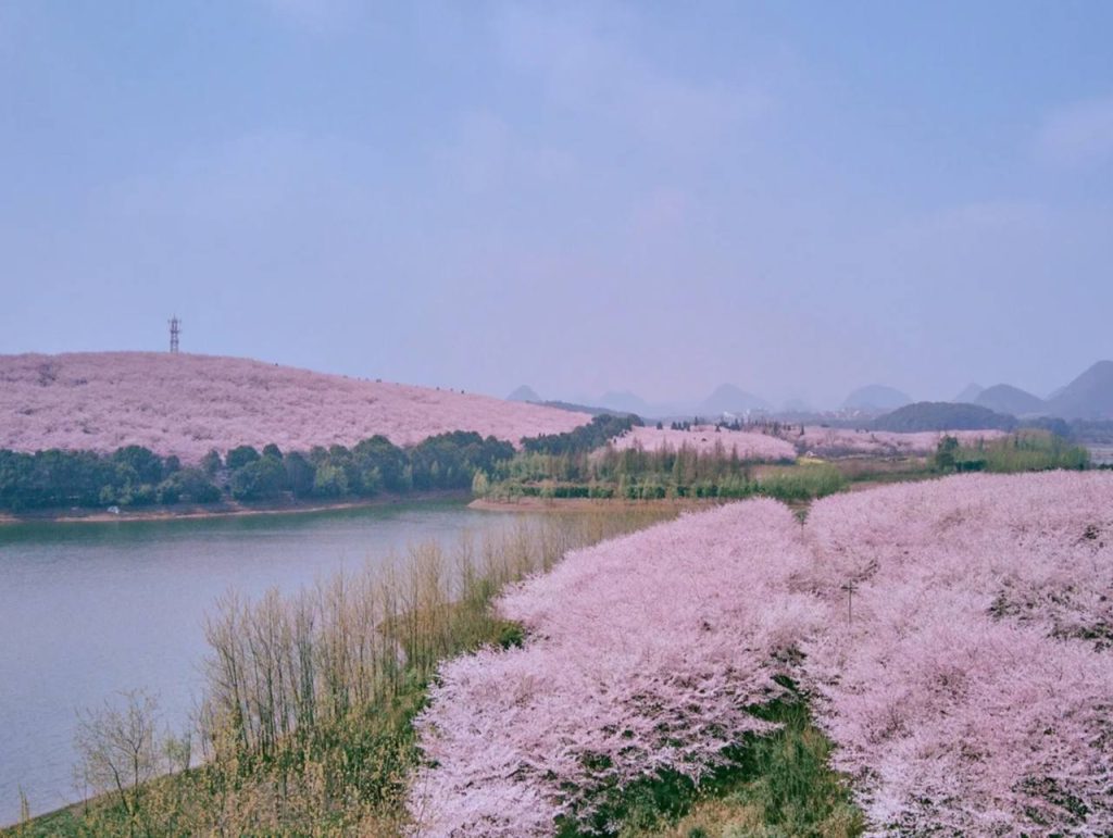 Pingba Cherry Blossom Garden in Guizhou – better than Japan? - TRAVEL ...