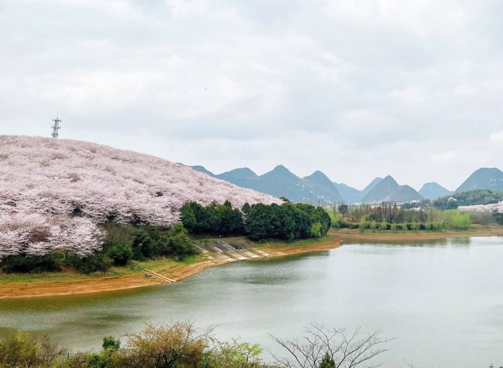 Pingba Cherry Blossom Garden in Guizhou – better than Japan? - TRAVEL ...
