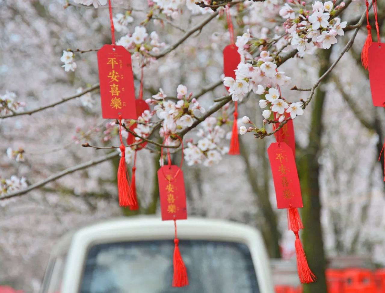 Pingba Cherry Blossom Garden in Guizhou – better than Japan? - TRAVEL ...